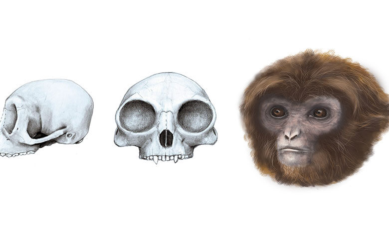 Monkeys allowed to rethink human evolution - Tasty Learning